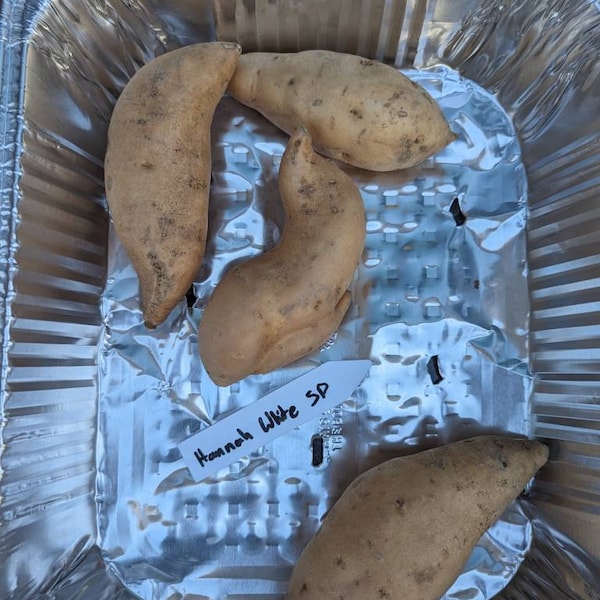 Hannah White Organic Seed Sweet Potatoes Yam Potato Tubers Heirloom Non ...