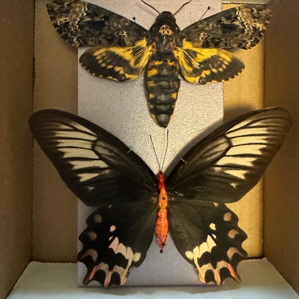 Real Vampire Butterfly Atrophaneura Semperi for Collection Insect ...