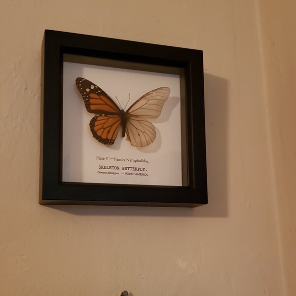 Real Monarch Butterfly Skeleton Science Oddity Curiosity - Etsy