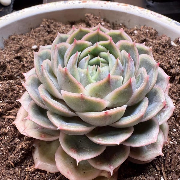Mix Rare Live Succulent Plants Advanced Level Blind Box, 2-3.5" Random ...