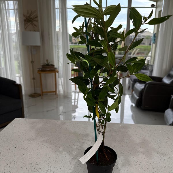 CAROLINA JASMINE Fragrant Swamp Jessamine Yellow Spring Flowering Vine ...