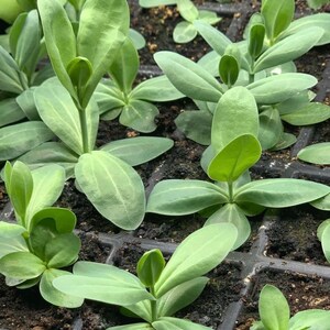 25 Red Wave Sunflower Seed Medium Height Variety - Etsy