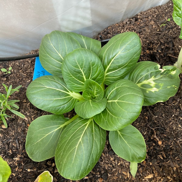 Baby Bok Choy Seeds - Organic, Heirloom, Open Pollinated, Non GMO ...