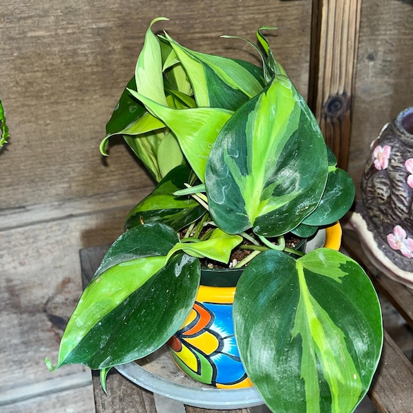 Philodendron Brazil in a 4" Nursery Pot - Variegated Pothos Plant ...