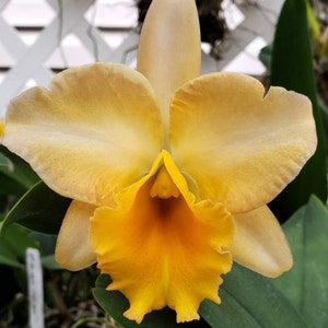 Alicera Hilo Ablaze 'hilo Gold' AM/AOS Awarded Oncidium Type Orchod ...