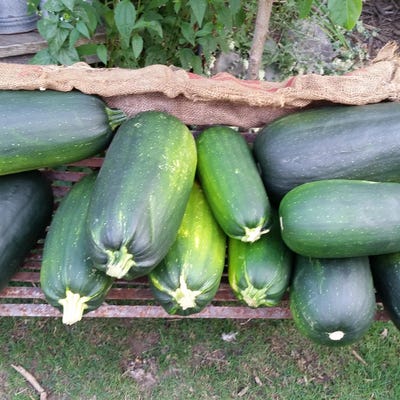 Aleppo, Hot Pepper, Aka Halaby Pepper, Heirloom Garden Seeds Open ...