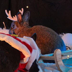 Sleeping Black Tort Lop Rabbit 3x3 Notepad 50 Sheets - Etsy