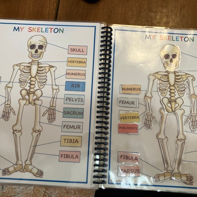 Human Skeleton Busy Book Page, Printable Montessori Materials ...