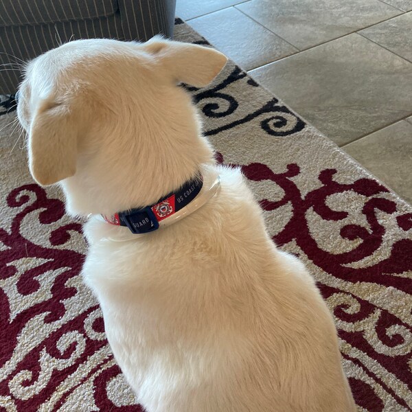 US Coast Guard Dog Collar With Optional Matching Leash ALL SIZES - Etsy
