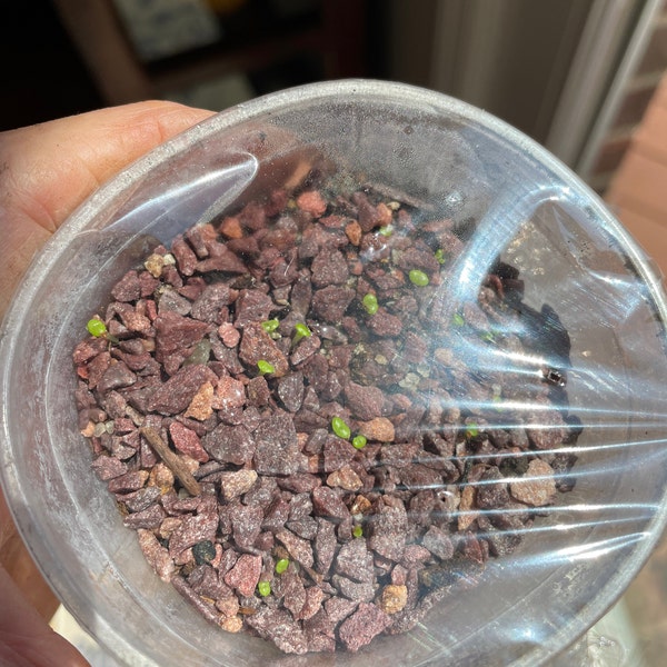 20 Seeds Lithops Aucampiae Mix / Freshly Harvest 20 Premium Quality ...