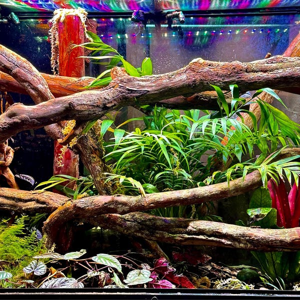 Choose From 5 Types of Florida Forest Sticks - Etsy