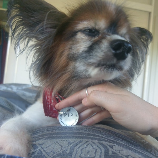 Custom Dog Tag / Custom Pet ID Tag - Lucy - in 1.25'' Domed Bronze ...