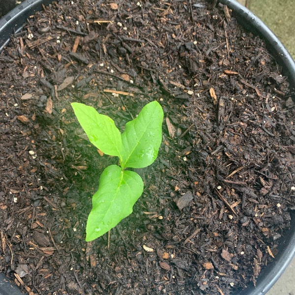 Dried Beal Patra Bel Leaves,bael Fruit Leaves,dried Bael Leaves Tea, 30 ...