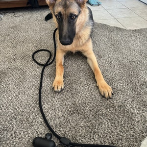 Adopt Old Dogs Weather-resistant Sticker, Dog Adoption Decal, Dog Lover ...