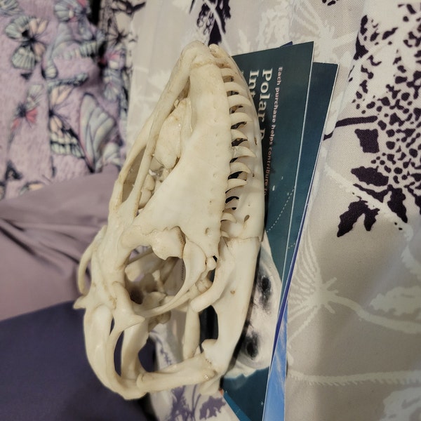 Puma or Mountain Lion Skull Replica (museum Quality) - Etsy