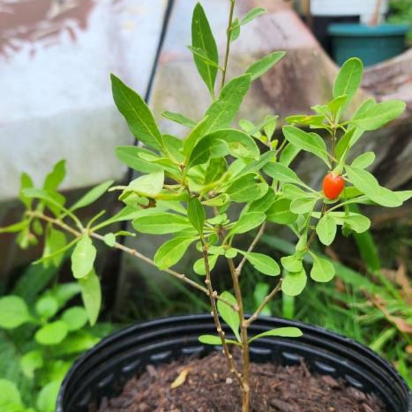 Maqui Seeds - 15 Organic Wild Harvested Maqui / Chilean Wineberry ...