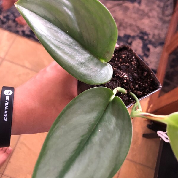 Sterling Silver Pothos Houseplants Live Plant in Pot Indoor Small ...