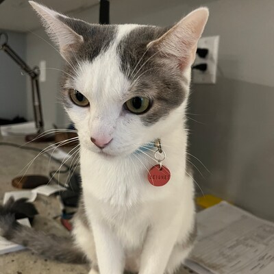 Cat Tag, Leather Tag, Silent ID Tag, Personalized Cat Tag, Small Dog ...