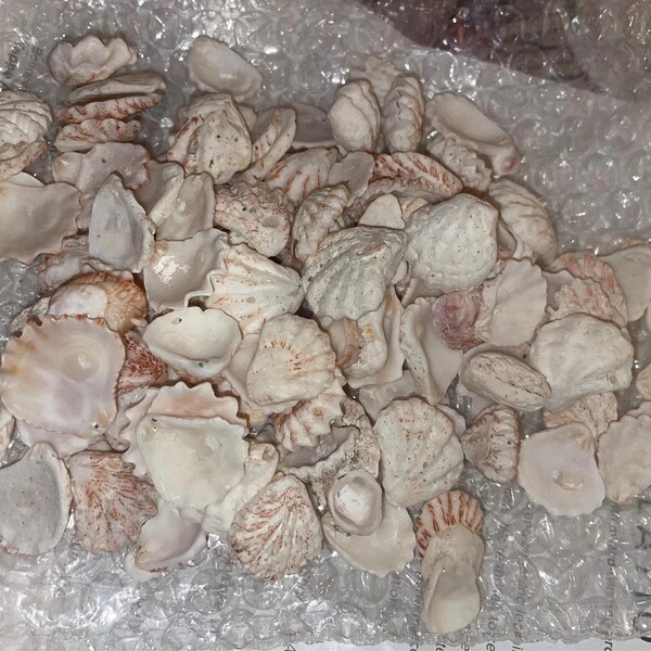 Natural Crushed Shells, 1 Lb Broken Shells, Shell Pieces, Vase Filler ...