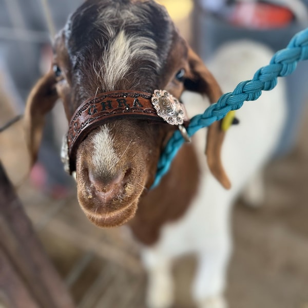 Side Pull Hackamore Pink , Mini to Draft, Pony Hackamore, Bitless ...