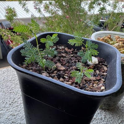 Sacred Fig Tree Seeds Bodhi Tree Seeds Pippala Tree Seeds Peepal Tree ...