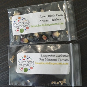 Aztec Black Corn, Ancient Heirloom, 20 Seeds Non GMO, Early Plants ...