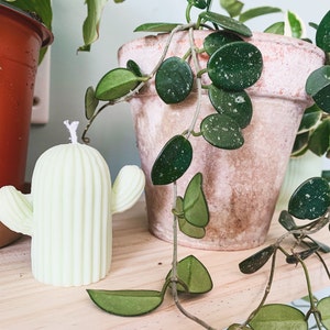 Cacti and Succulents Terrarium Candle Unique Candle Handmade Soy Wax ...