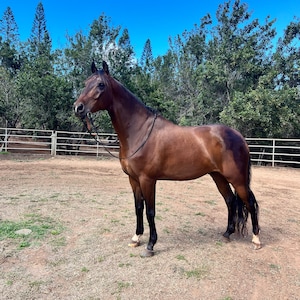 Leather Curb Strap Snaffle Bit - Etsy