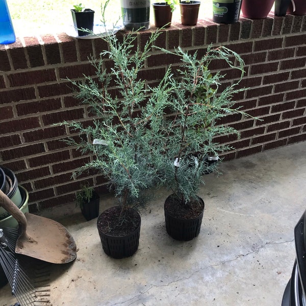 Carolina Sapphire Cypress Tree Qt Pot - Etsy