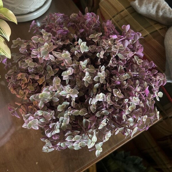 Callisia Repens, Pink Lady Plant, Pink Panther, Creeping Inch Plant ...