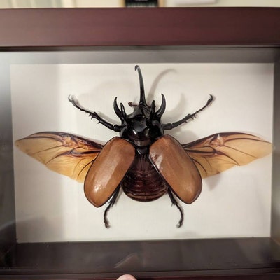 Preserved Scarab Beetle Anatomy Taxidermy Display - Etsy