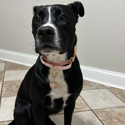 LINUS: Hand Stamped Personalized Custom Pet ID Tags for Dogs - Etsy