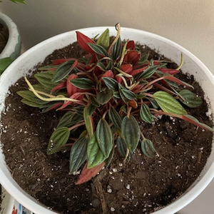 Syngonium 'merry Maria' Houseplant Arrowhead House | Etsy