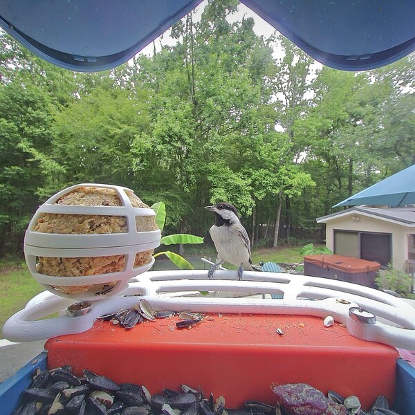 Deluxe Double Perch Add-on With Screw Mounts for Suet Ball & Bird Buddy ...