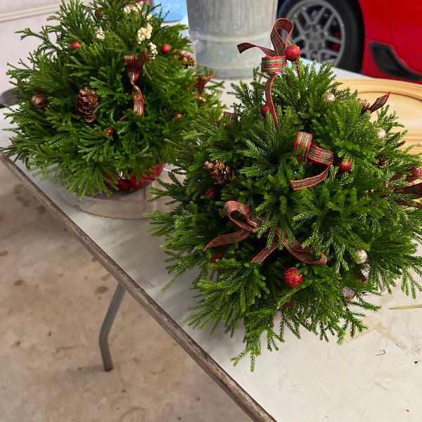 Princess Pine With Root - Etsy