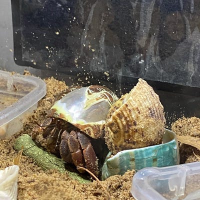 Rare Cornutus Turbo Hermit Crab Shell With a 1.75 Opening C3 - Etsy