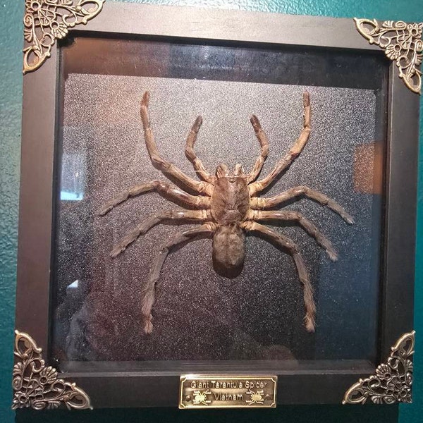 Real Framed Spider Tarantula Bird Eating Insect Shadow Box Taxidermy ...