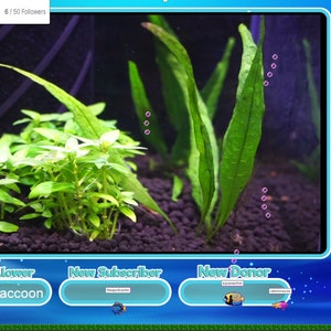 ANIMATED Pokemon Camera Borders Pack Cute Pokeball Twitch and Obs ...