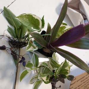 3 Cuttings Jose Puig Rare Tradescantia Plant Houseplants Live - Etsy