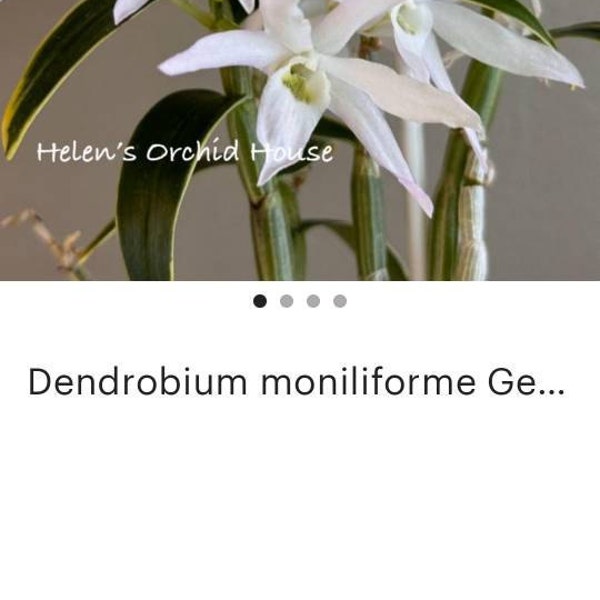 Neofinetia Falcata Fugaku 富嶽/orchid/vanda/fragrant/miniature/variegated ...