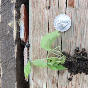 Caroline Raspberry Plants Rubus Idaeus Red Everbearing Raspberry Bush ...
