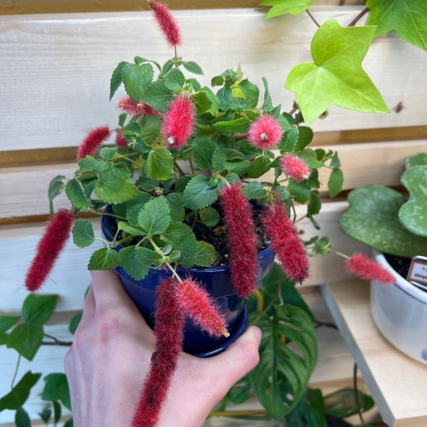 Strawberry Firetails, Also Known as Trailing Chenille Plant - Etsy