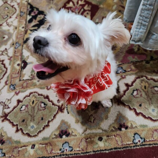 Dog Ruffle Collar, Budding Blooms Dog Scrunchie Collar With Pink ...