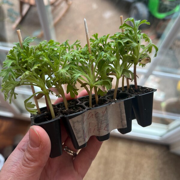 Verbena Bonariensis (8) ~live Plant Plugs~ Baby Plants~ - Etsy