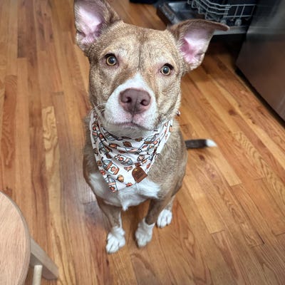 Retro Checkered Cat Collar With Bell, Colorful Male Cat Breakaway ...