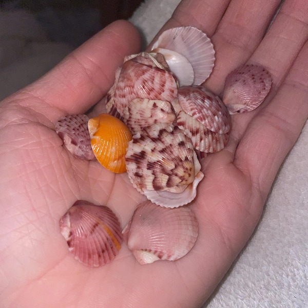 25+ Scallop Sea Shells, Florida Scallops, Sanibel Scallop Shells, Scallop Shells, Craft Shells ...