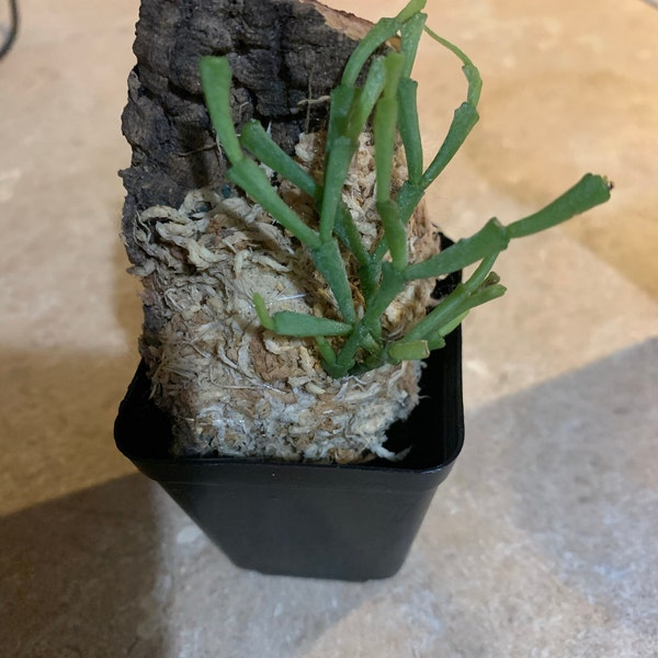 Sedum Multiceps / Miniature Joshua Tree old Trunk - Etsy