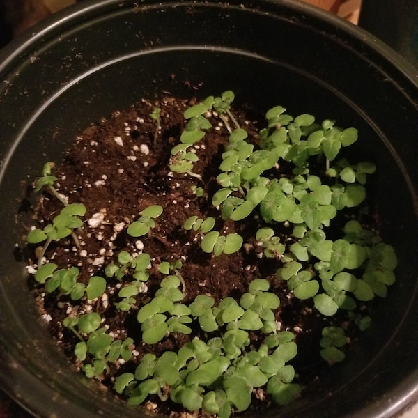 Shiso vert, graines de Perilla frutescens, herbe japonaise piquante ...