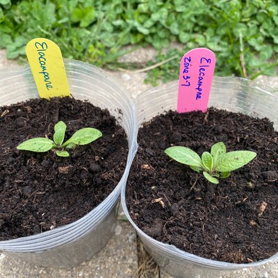 40 Sugar Baby Watermelon Seeds Citrullus Lanatus CI4040 - Etsy