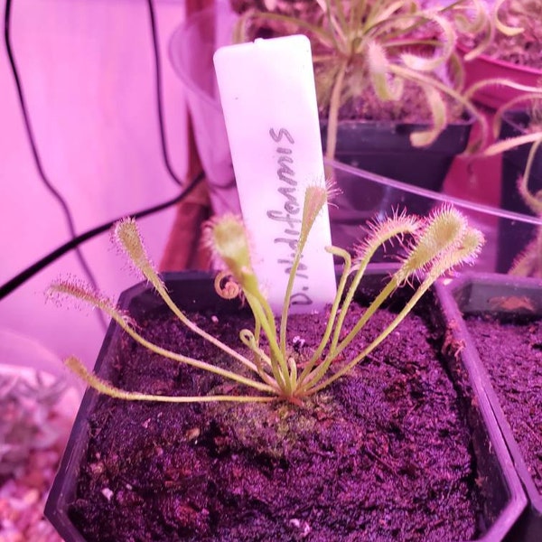 Xyris Difformis Bog Yellow-eyed-grass - Etsy